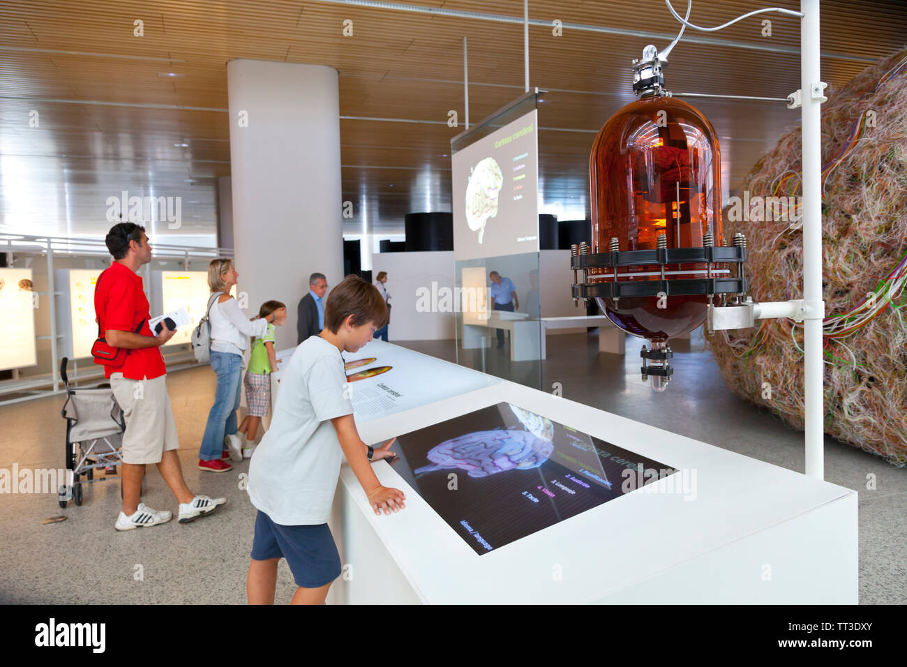 Museo de la Evolución Humana, Burgos, Castilla y León, Spain. Human ...
