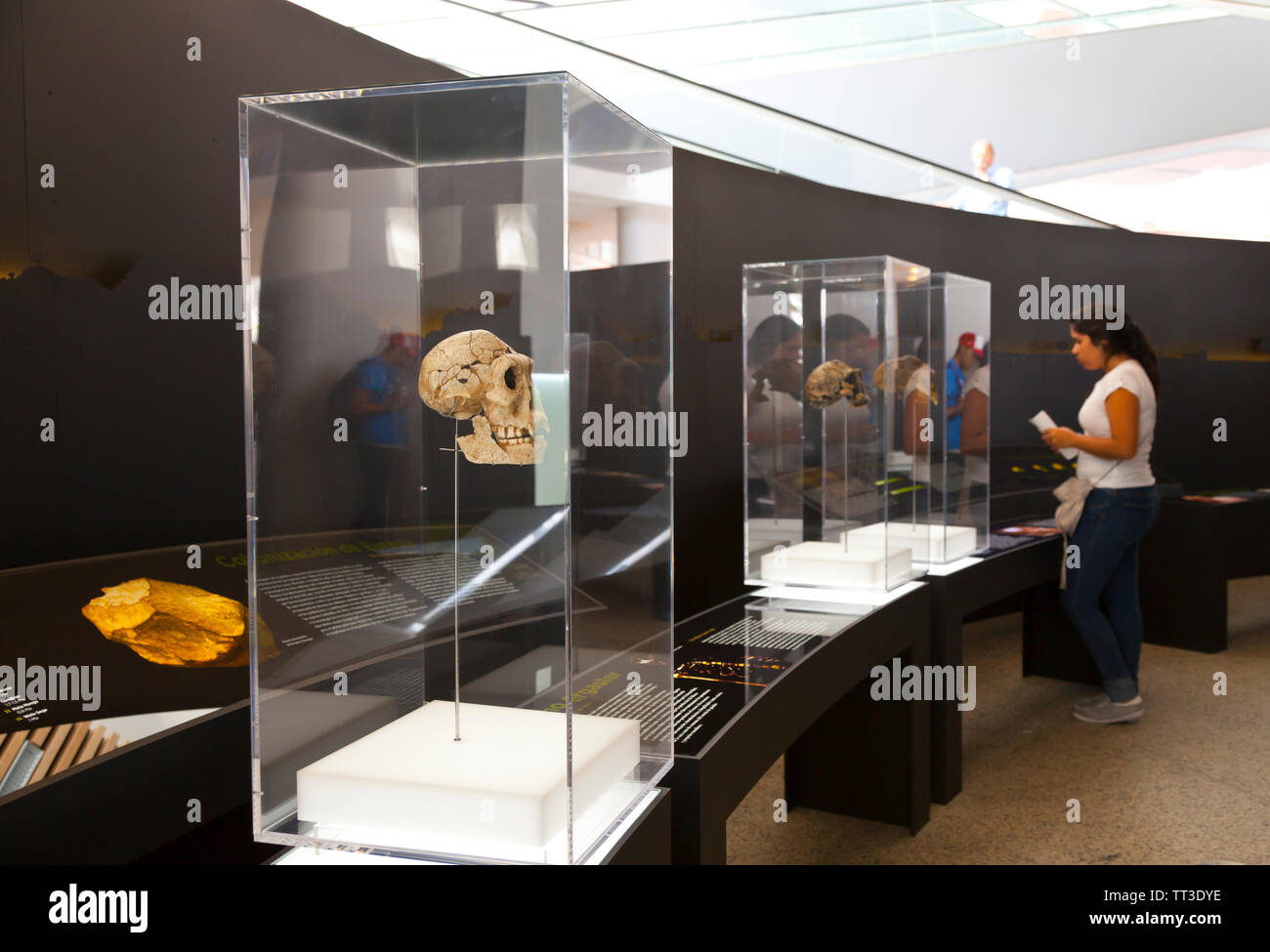 Museo de la Evolución Humana, Burgos, Castilla y León, Spain. Human ...