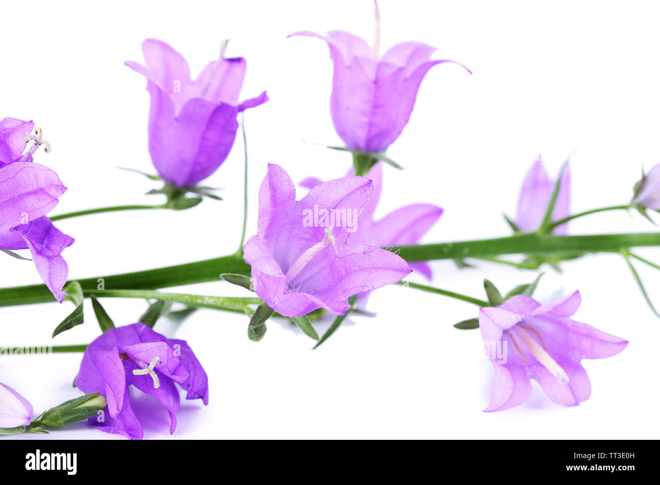 Beautiful blue bell flowers isolated on white Stock Photo - Alamy