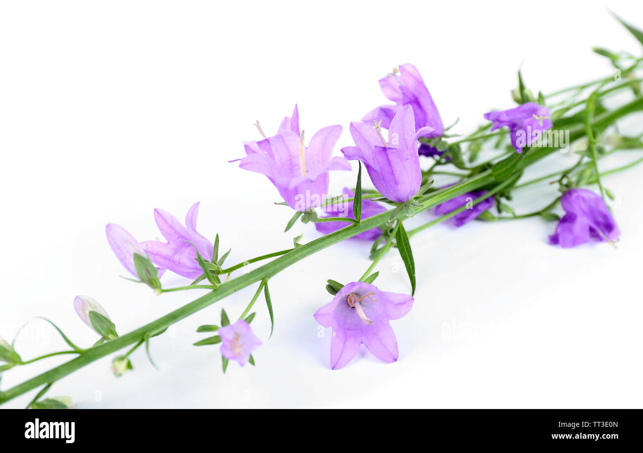 Beautiful blue bell flowers isolated on white Stock Photo - Alamy