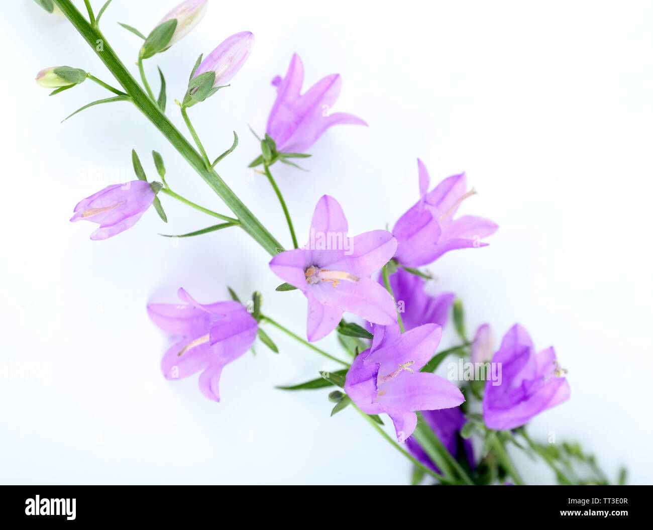 Beautiful blue bell flowers isolated on white Stock Photo - Alamy