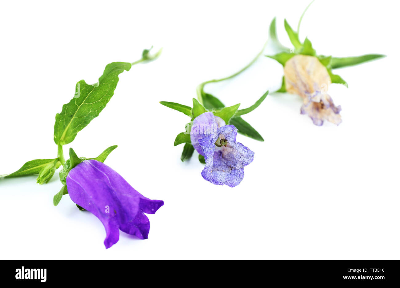 Beautiful blue bell flowers isolated on white Stock Photo - Alamy