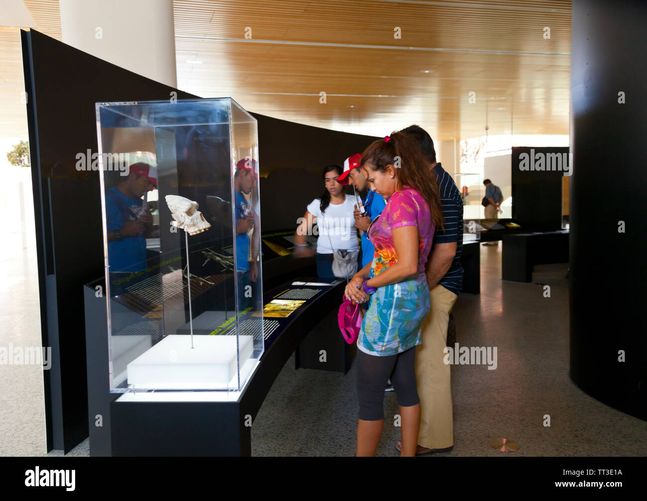 Museo de la Evolución Humana, Burgos, Castilla y León, Spain. Human ...