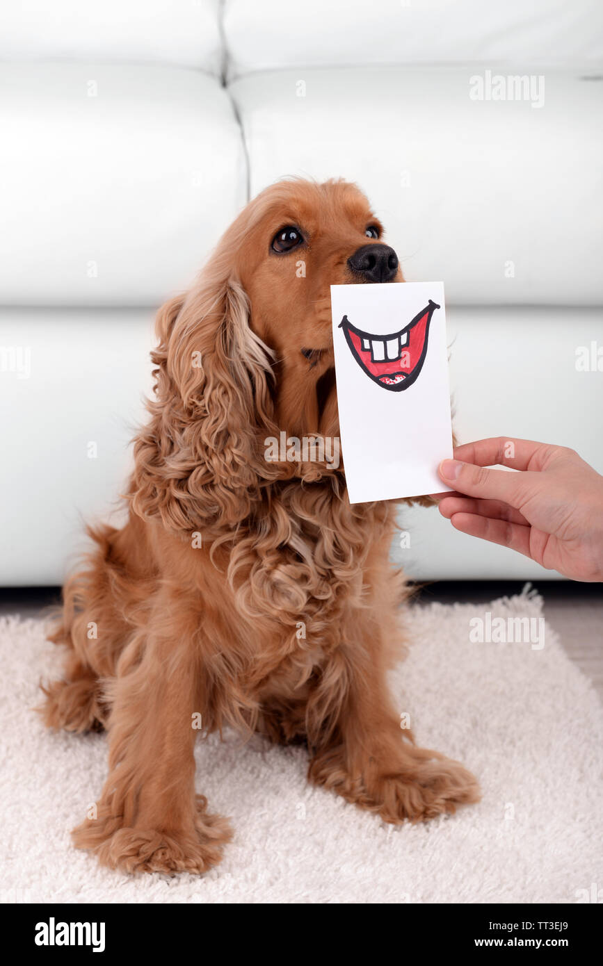 English cocker spaniel and painted by smile Stock Photo - Alamy