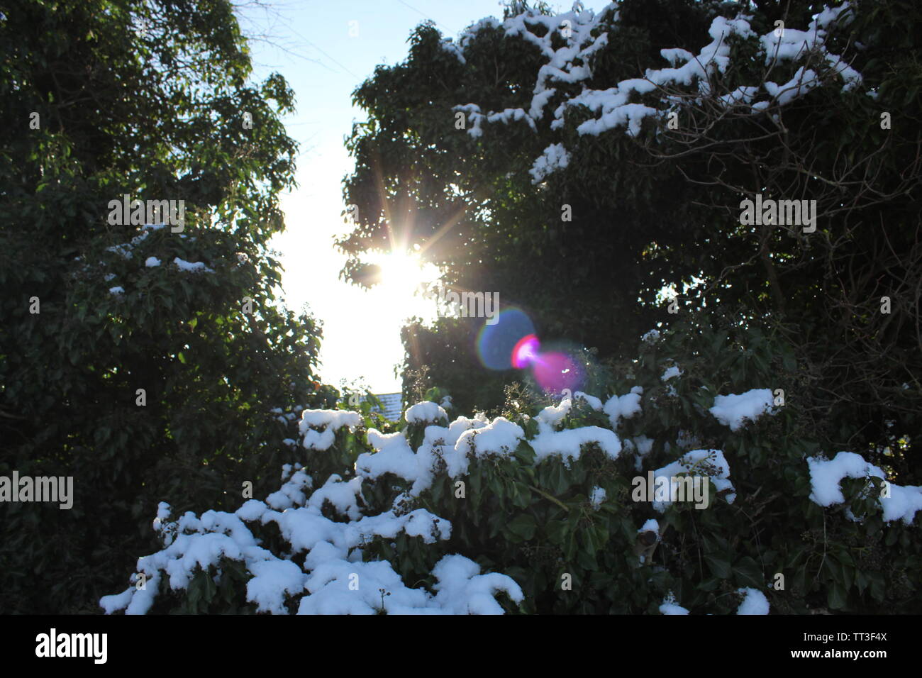 snow covered bush Stock Photo - Alamy