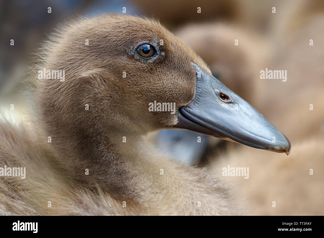 Fluffy duckling hi-res stock photography and images - Alamy