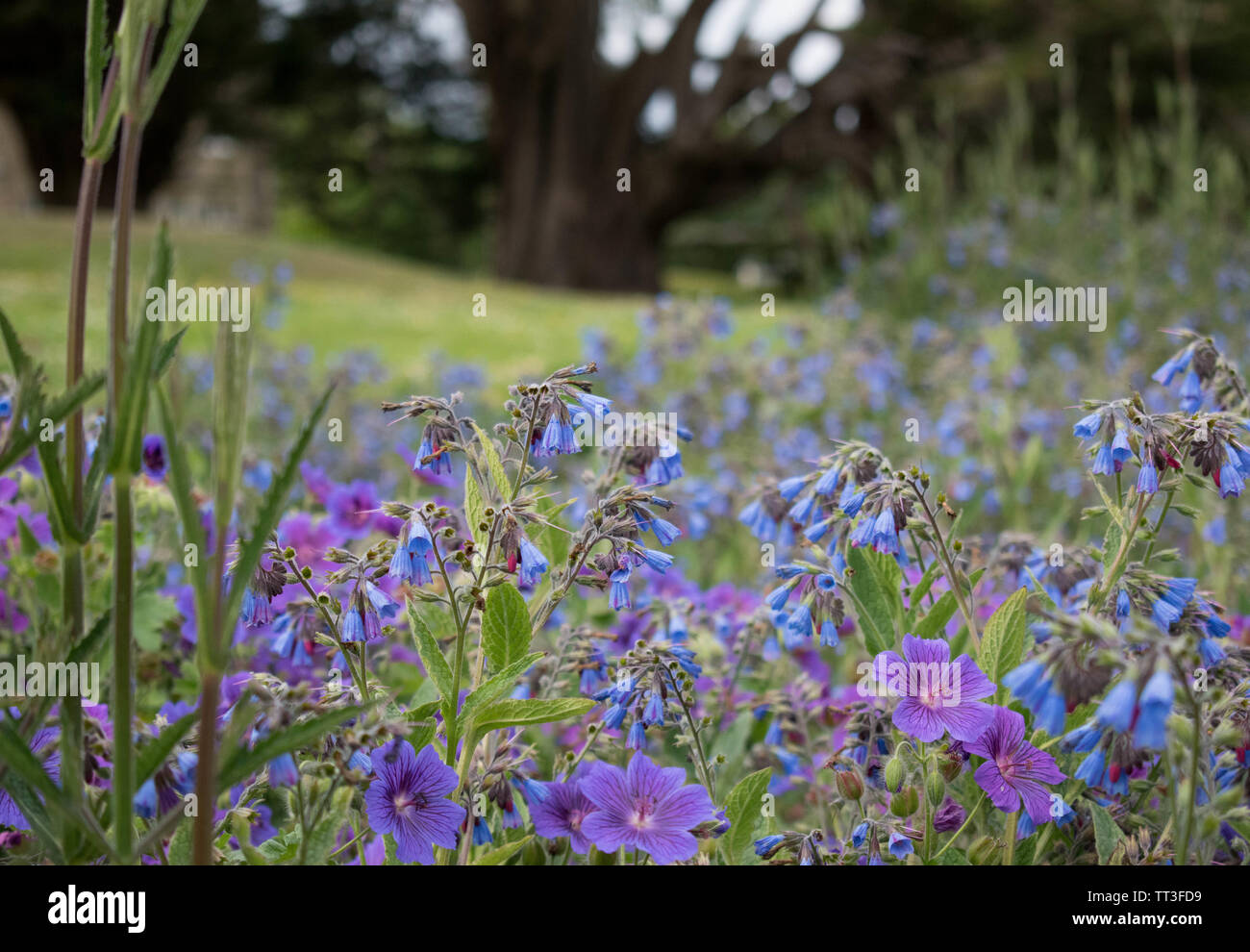 Clyne gardens park swansea wales hi-res stock photography and images ...