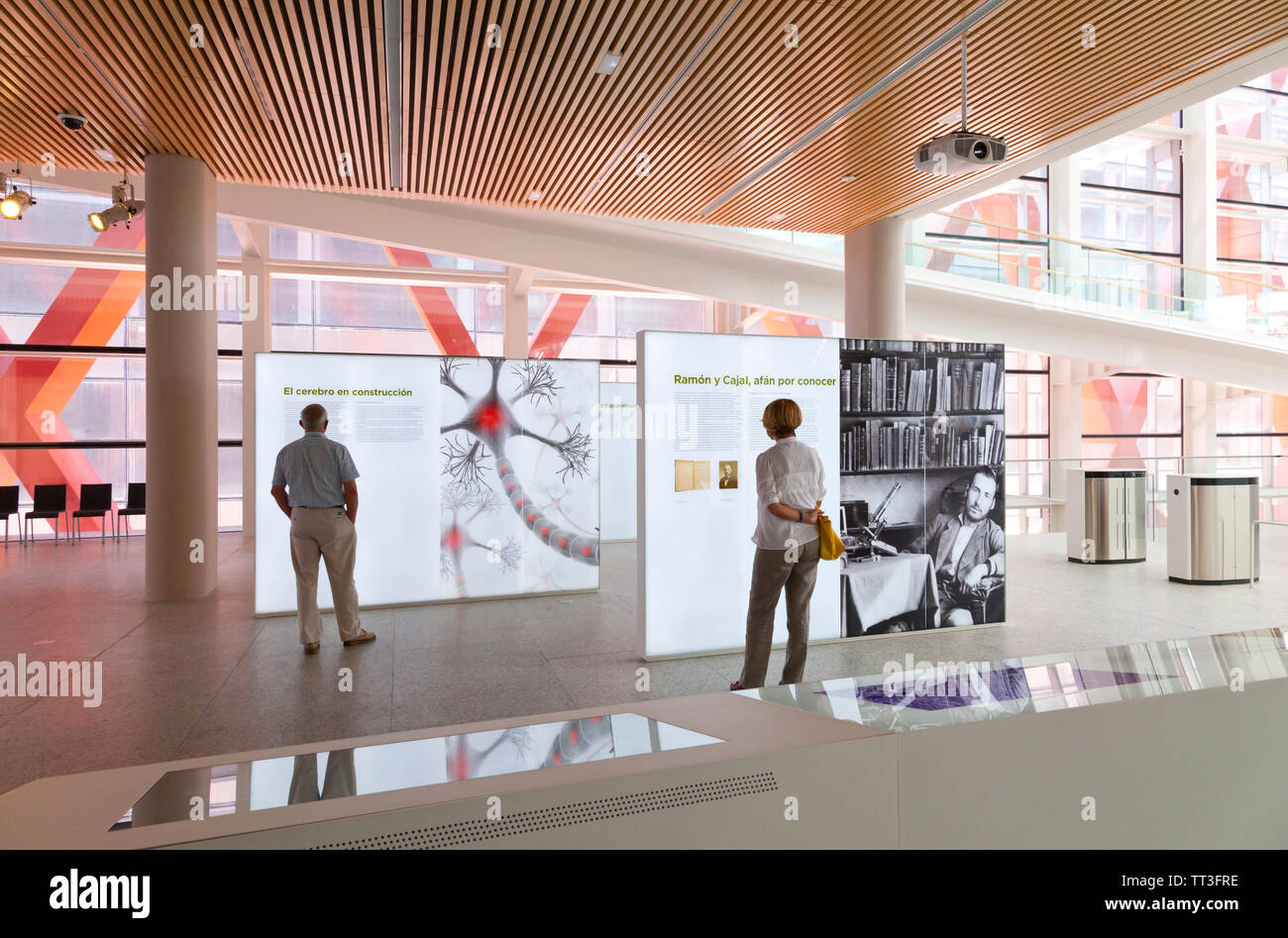 Museo de la Evolución Humana, Burgos, Castilla y León, Spain. Human ...