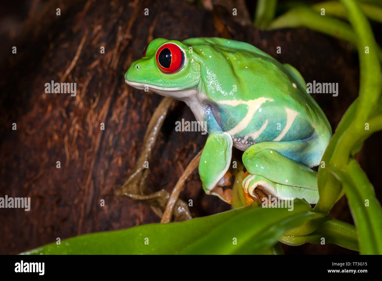 Chubby frog hi-res stock photography and images - Alamy