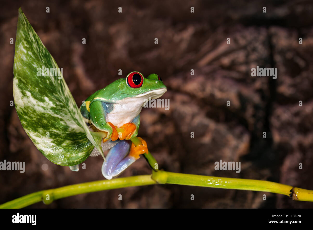 Red eyed tree frog sitting on the plant mast in the terrarium Stock ...