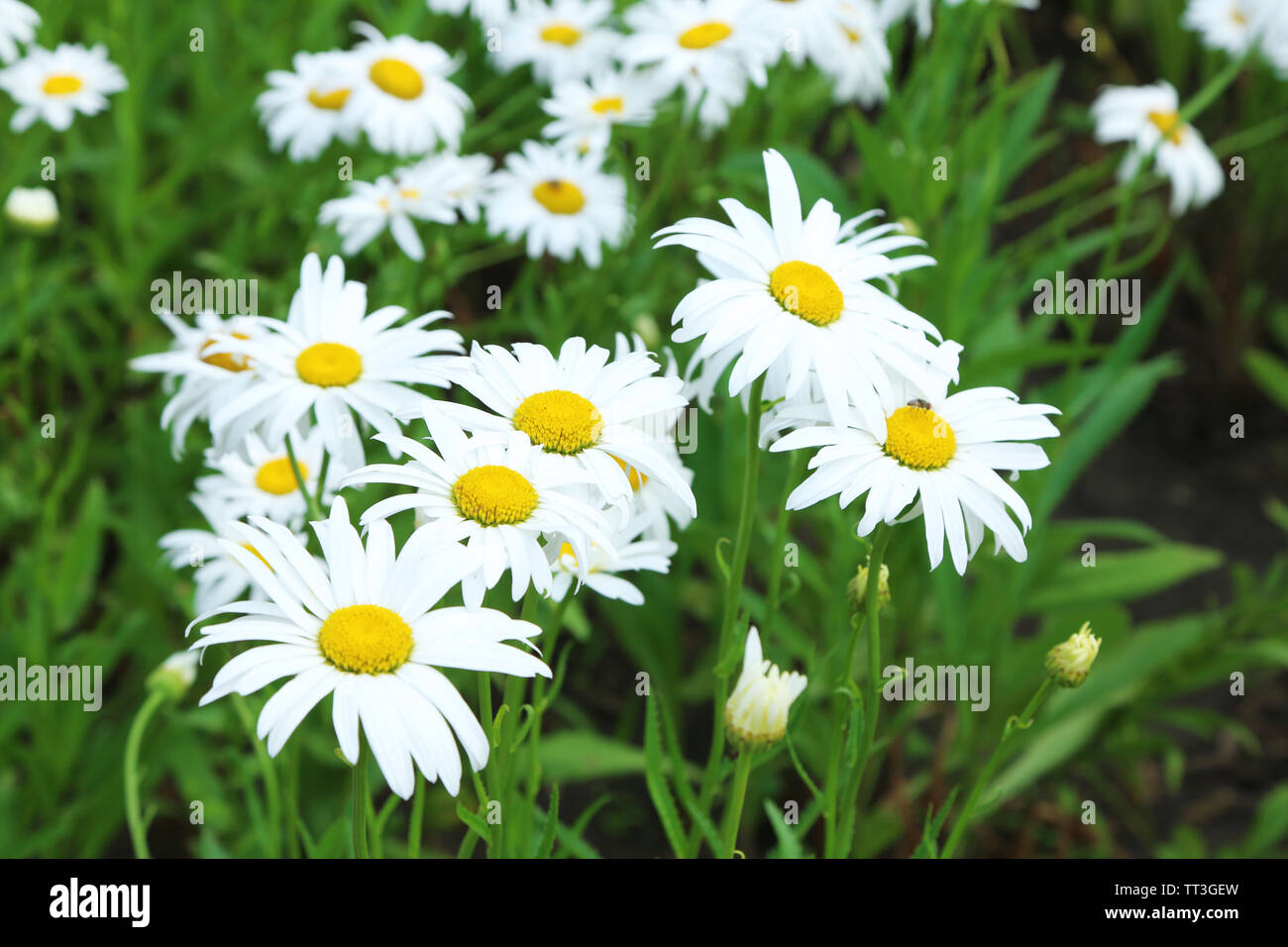 Daisy in meadow rich flowers hi-res stock photography and images - Alamy