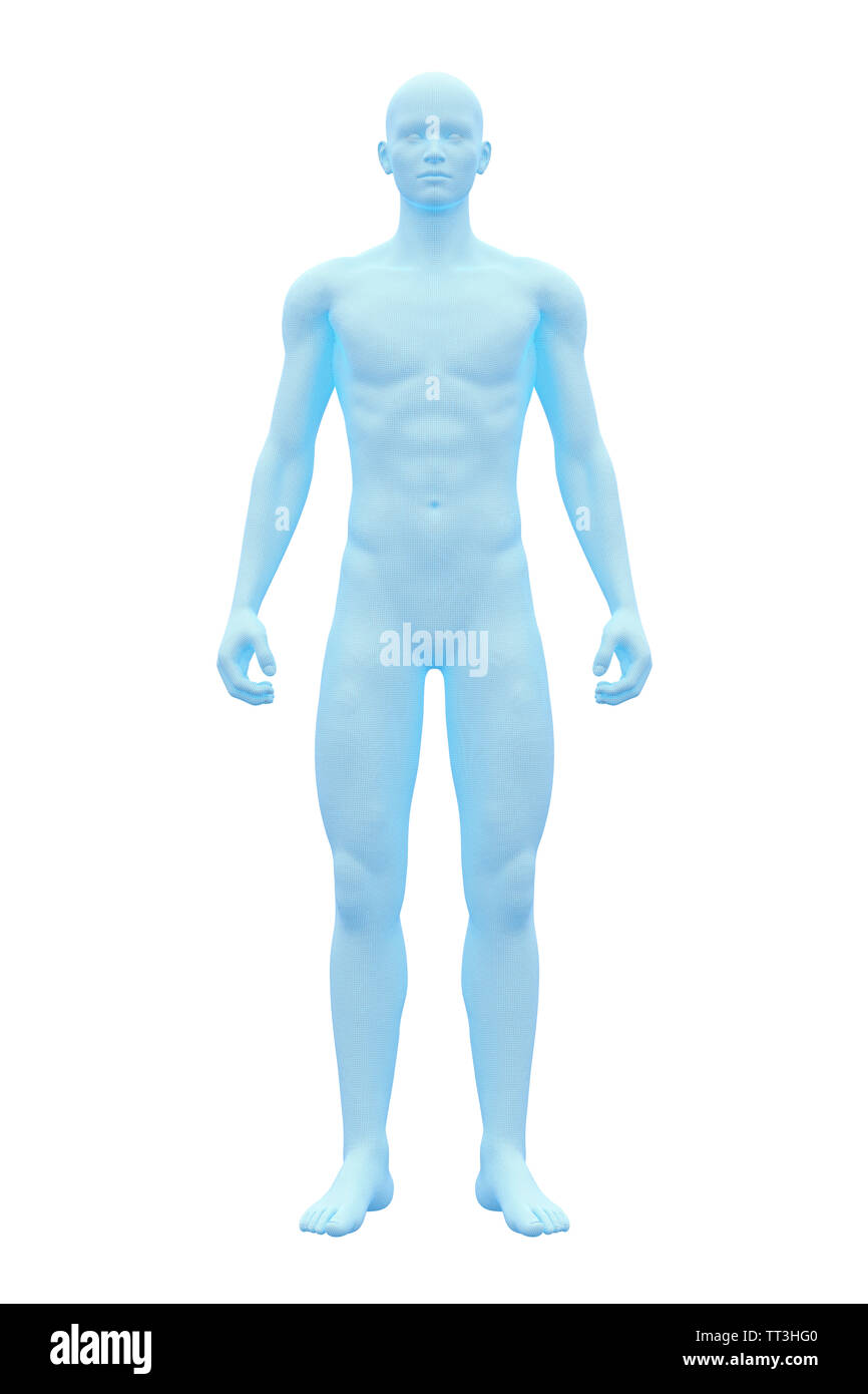 Human body. 3D Rendering image of male body. Wireframe model isolated ...