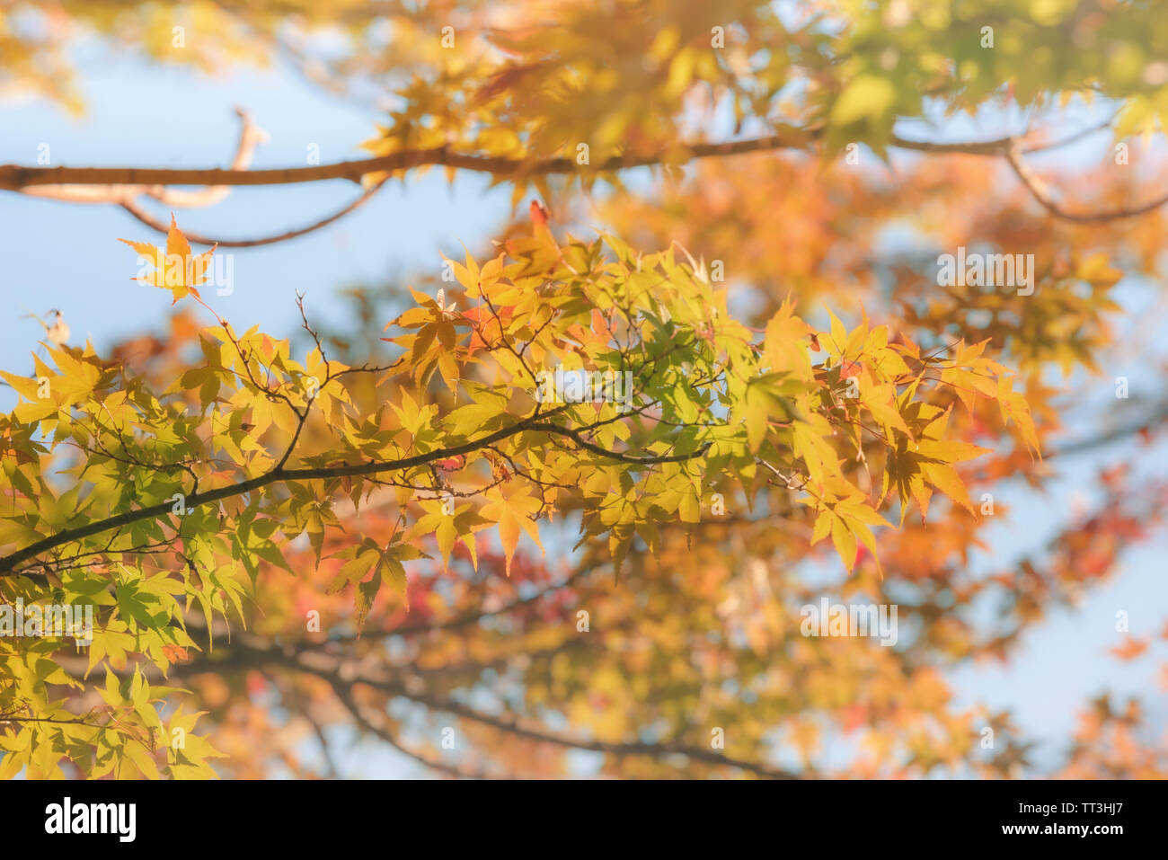 Autumn red and yellow Japanese maple leaf in garden with sunlight Stock ...