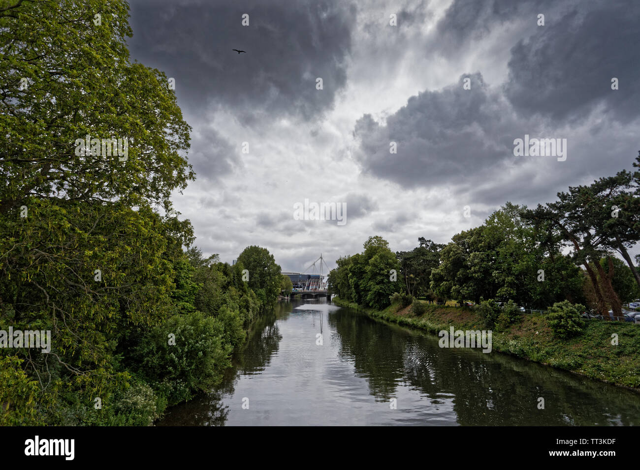 River Taff in Bute Park, Cardiff, Wales, UK. Wednesday 12 June 2019 ...