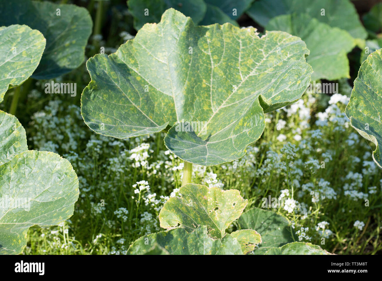 Kent pumpkin hi-res stock photography and images - Alamy