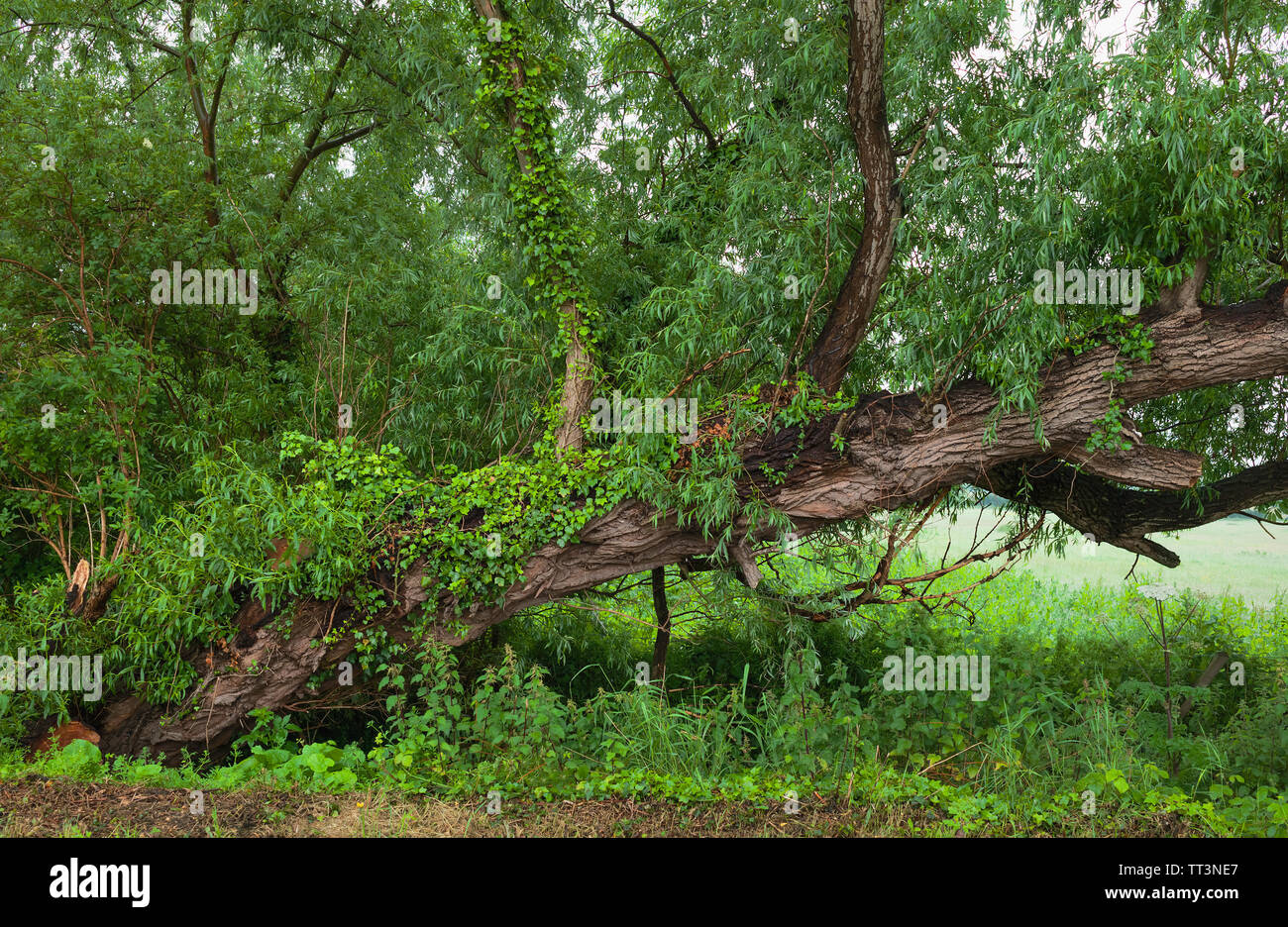 Fallen tree covered and flanked by thick foliage following violent ...