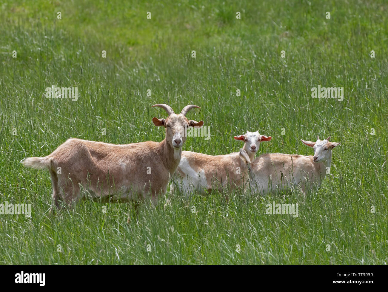 Goat female and baby goats grazing in a green grass field in Canada ...