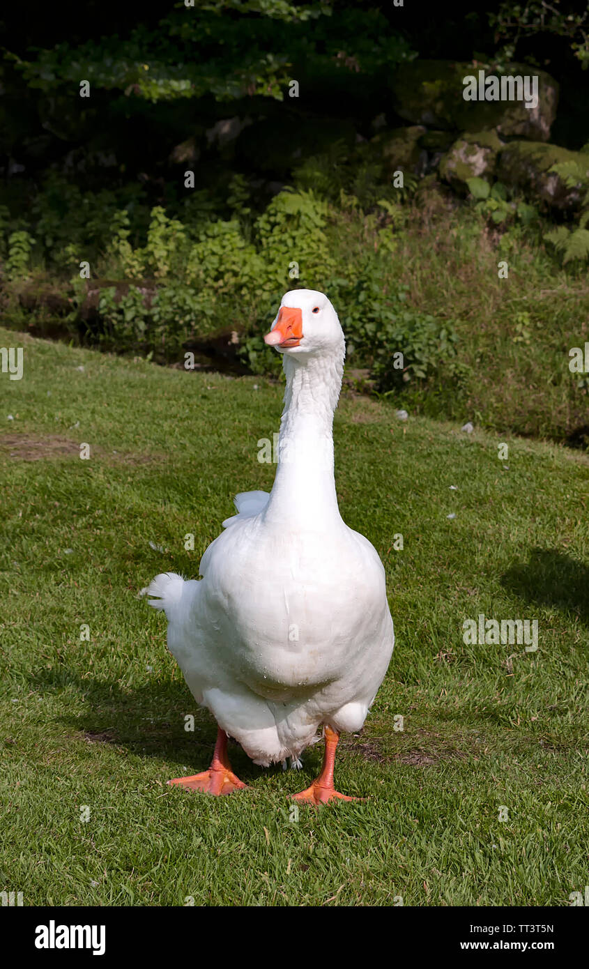 Goose facing camera hi-res stock photography and images - Alamy