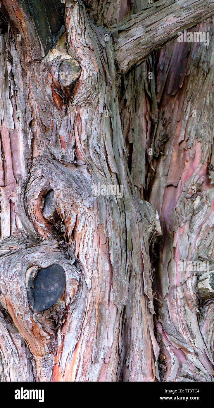 Tree trunk with callus, wound, and bark peeling off Stock Photo - Alamy