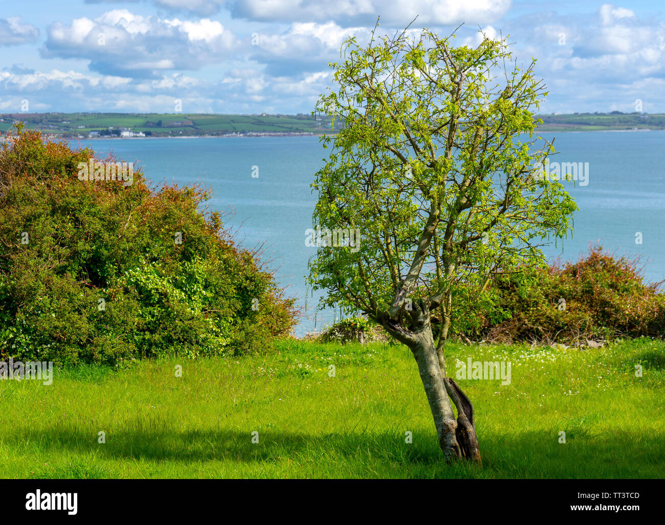Lone single pasture hi-res stock photography and images - Alamy