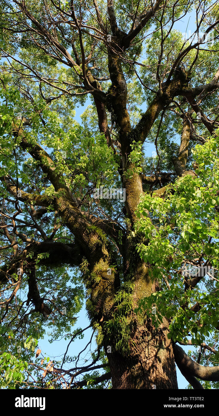 Tall and big tree with stretching branches and green leaves Stock Photo ...