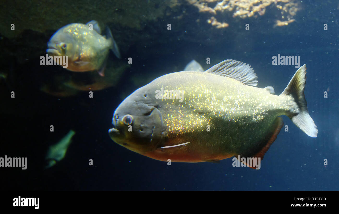 Piranha fish, body covered with glittering golden scales, in aquarium ...