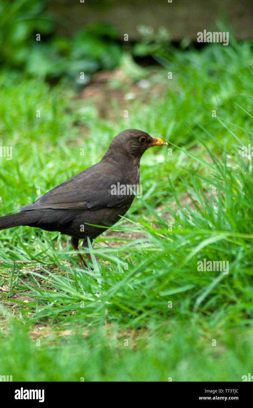 Blackbird in Garden Stock Photo - Alamy