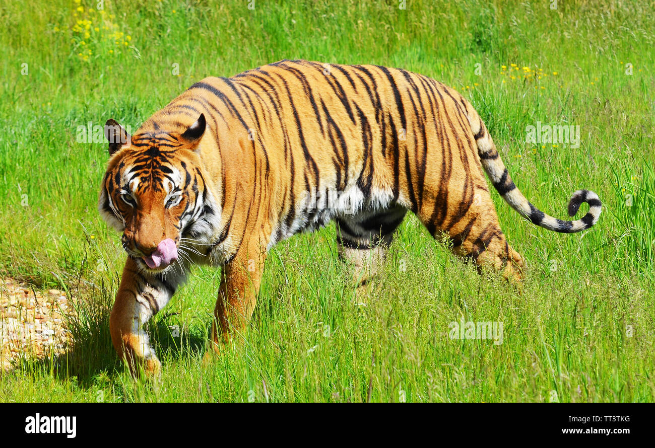 Malayan Tiger (Panthera tigris jacksoni Stock Photo - Alamy