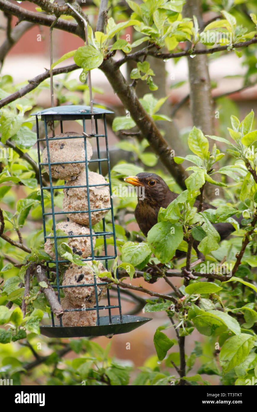 Fat ball holder hi-res stock photography and images - Alamy