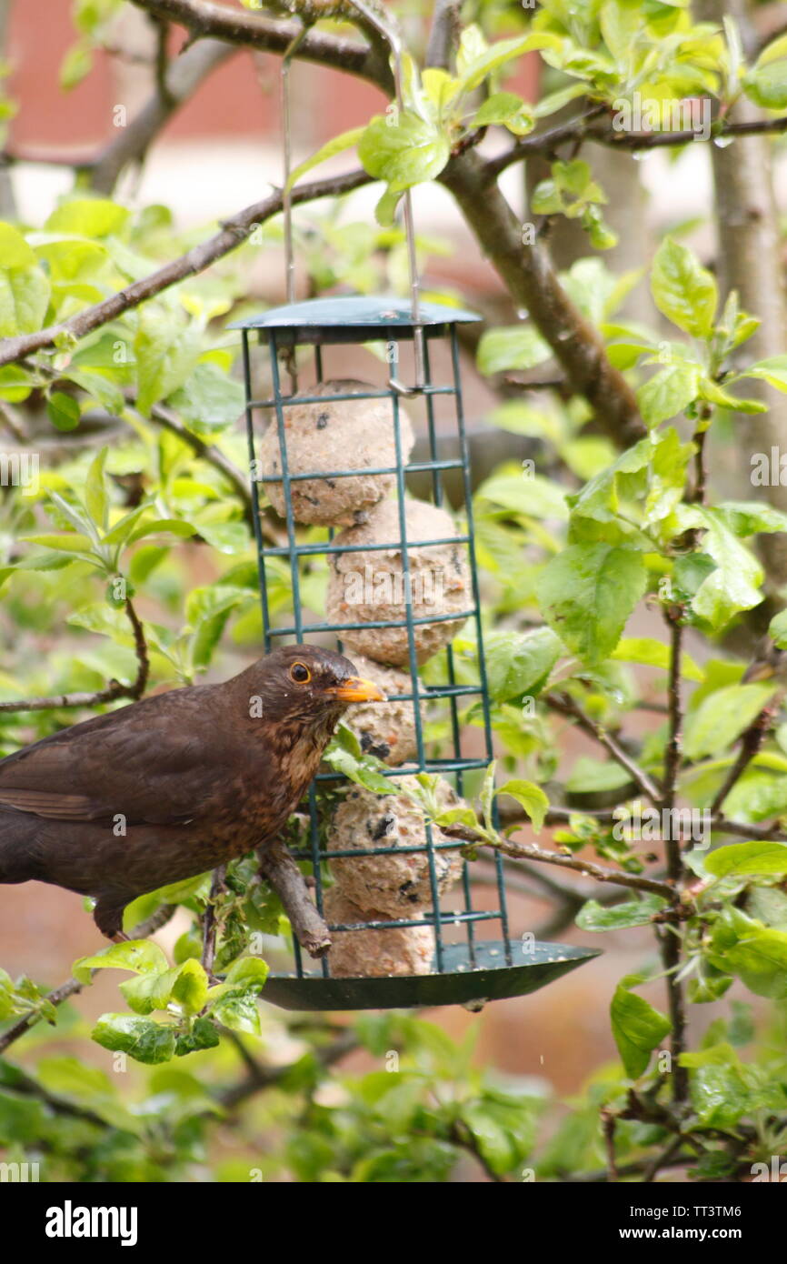 Fat ball holder hi-res stock photography and images - Alamy
