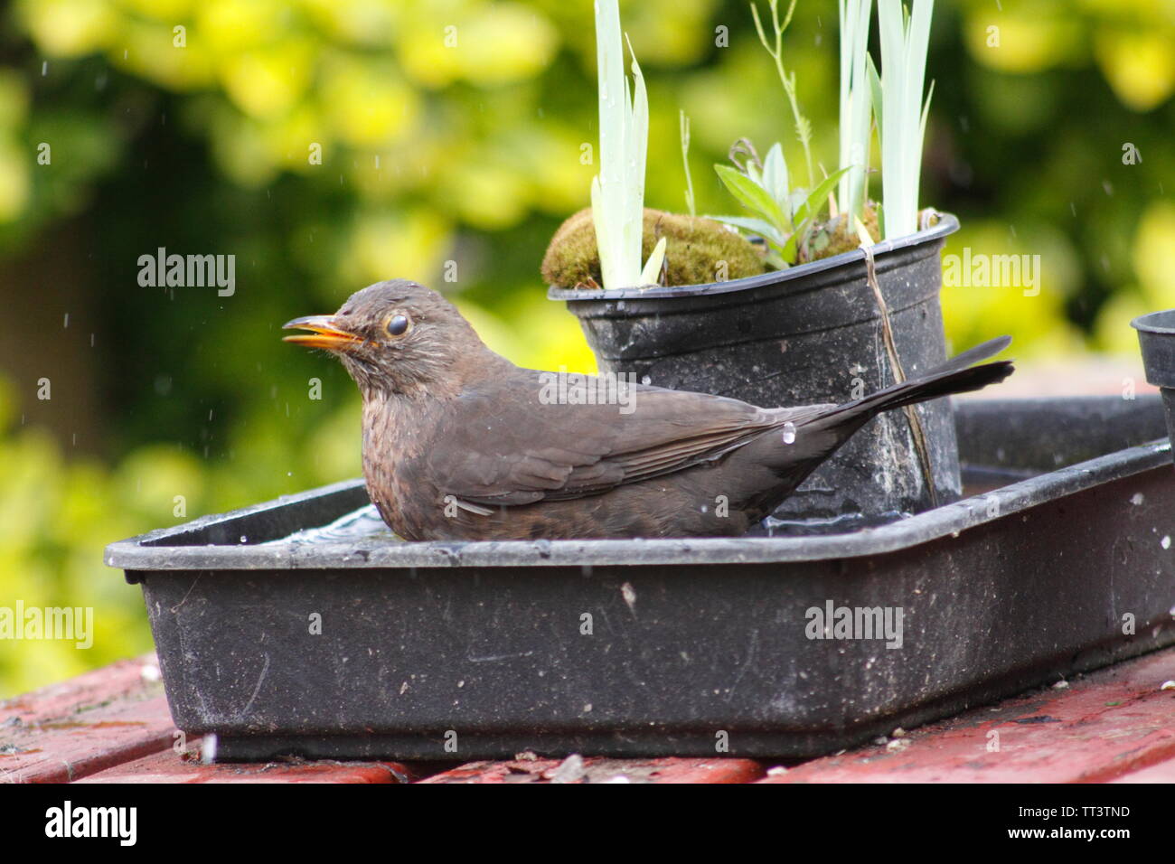 Washing pot plants hi-res stock photography and images - Alamy