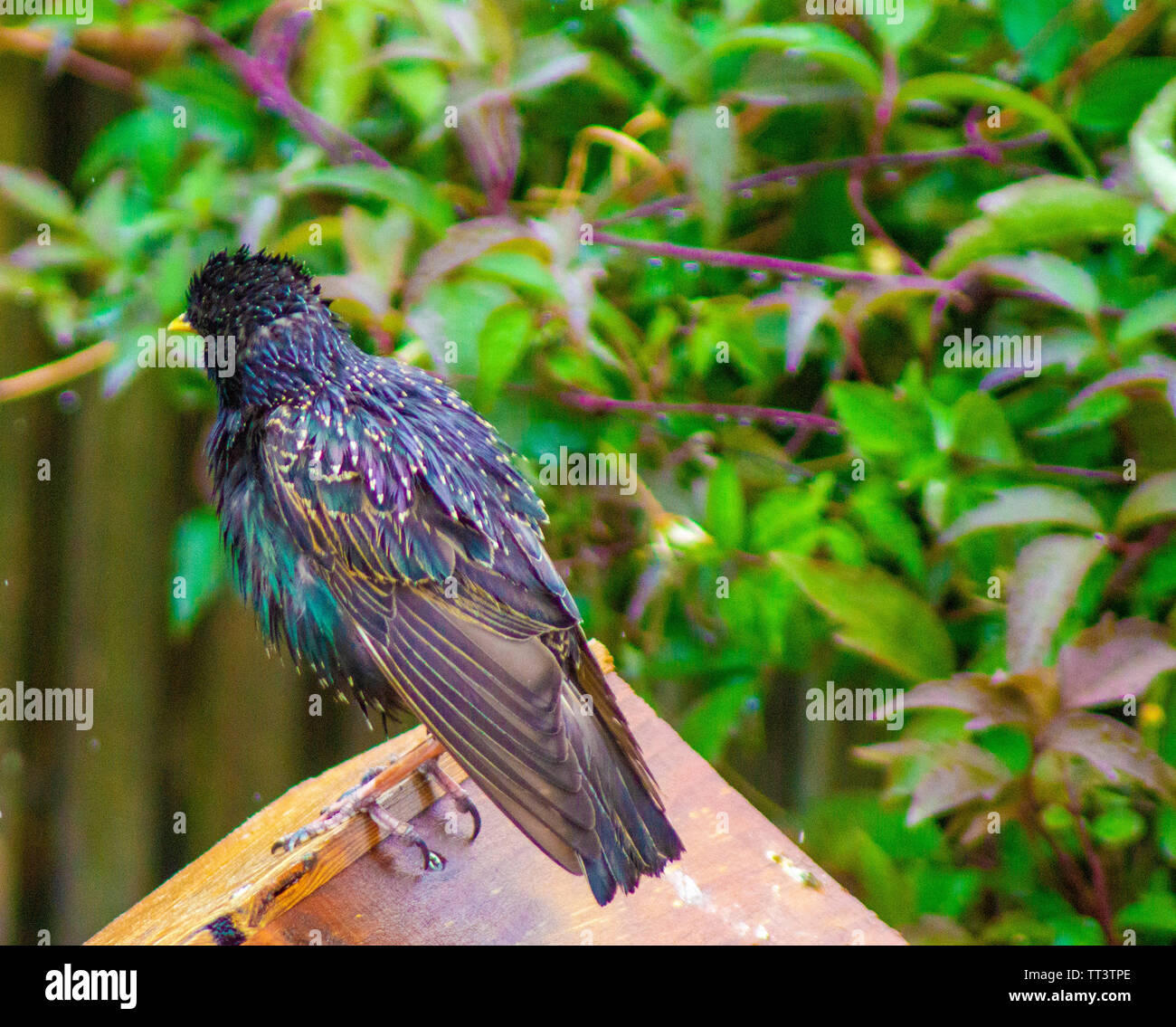 Starling with mealworms in beak hi-res stock photography and images - Alamy