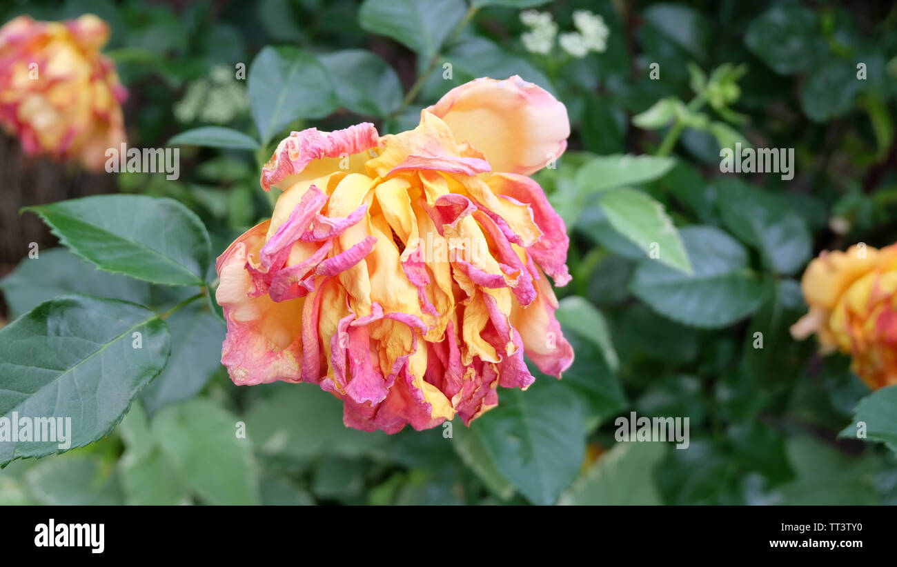 Closeup of a bi-color rose that begins to wilt Stock Photo - Alamy