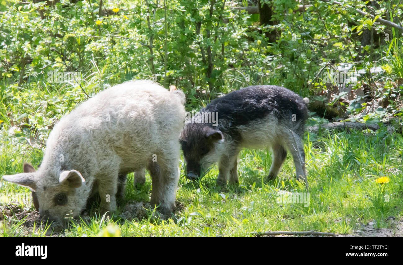 Hairy Hungarian "sheep pig" breed Mangalitsa Stock Photo - Alamy