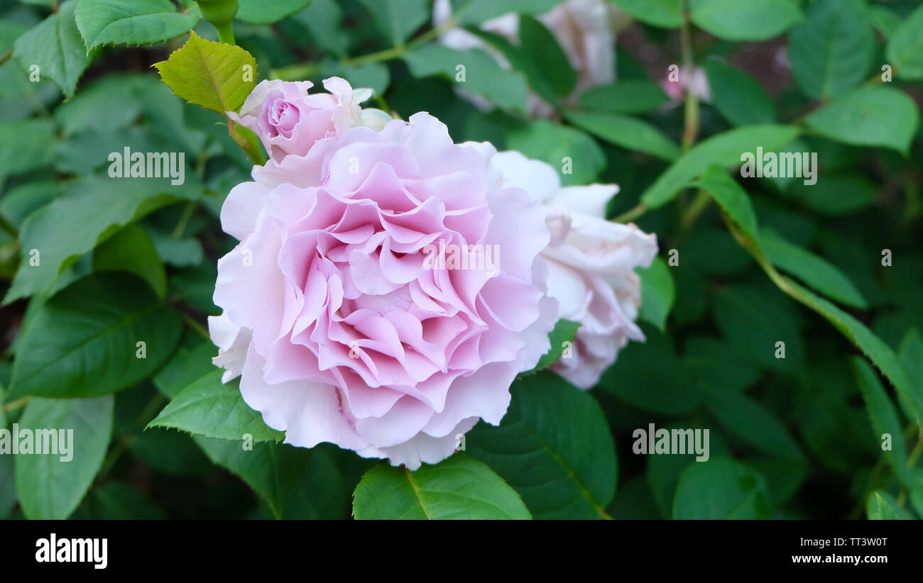 Purple rose wallpaper hi-res stock photography and images - Alamy