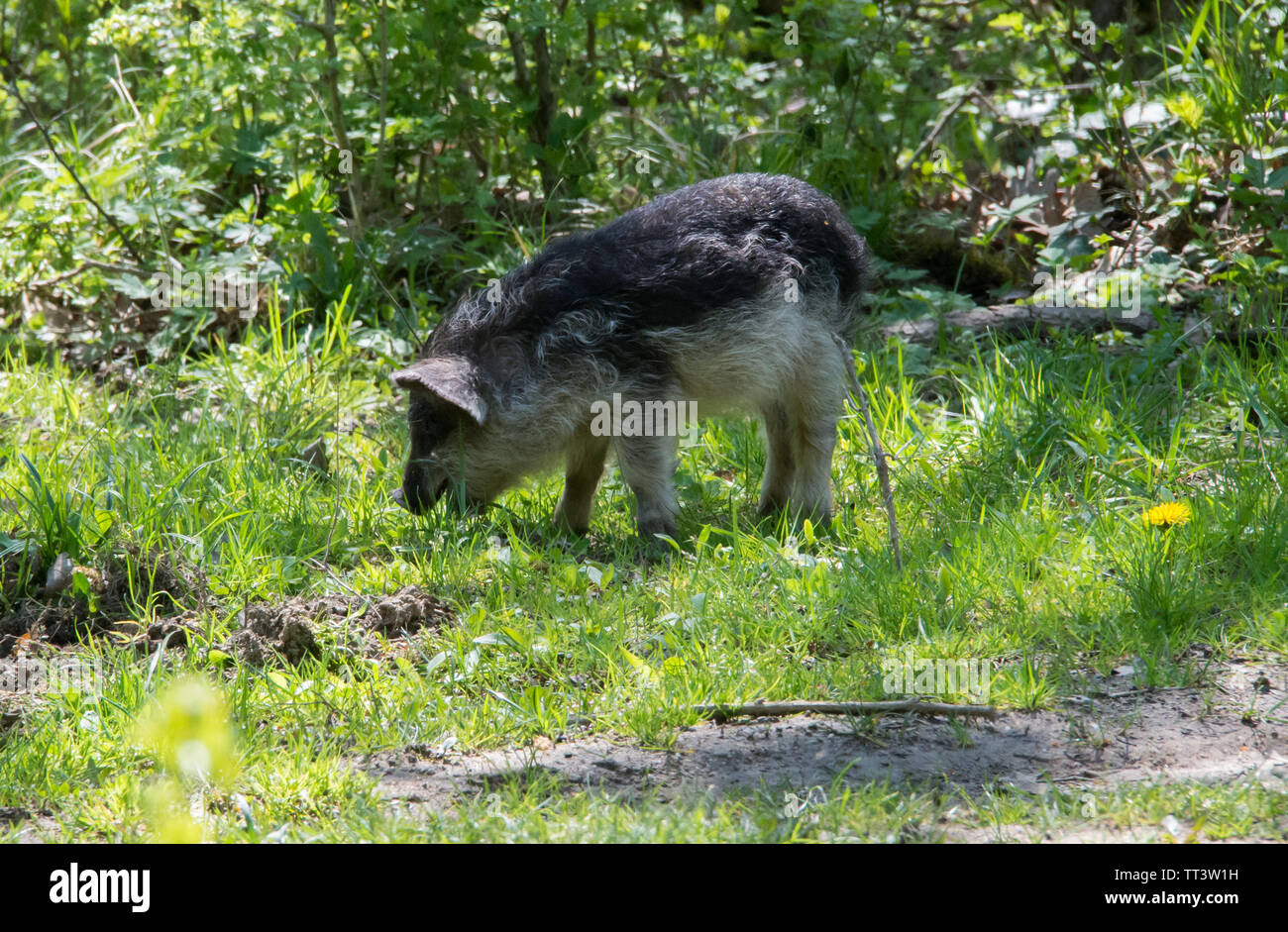 Hairy pig hi-res stock photography and images - Alamy