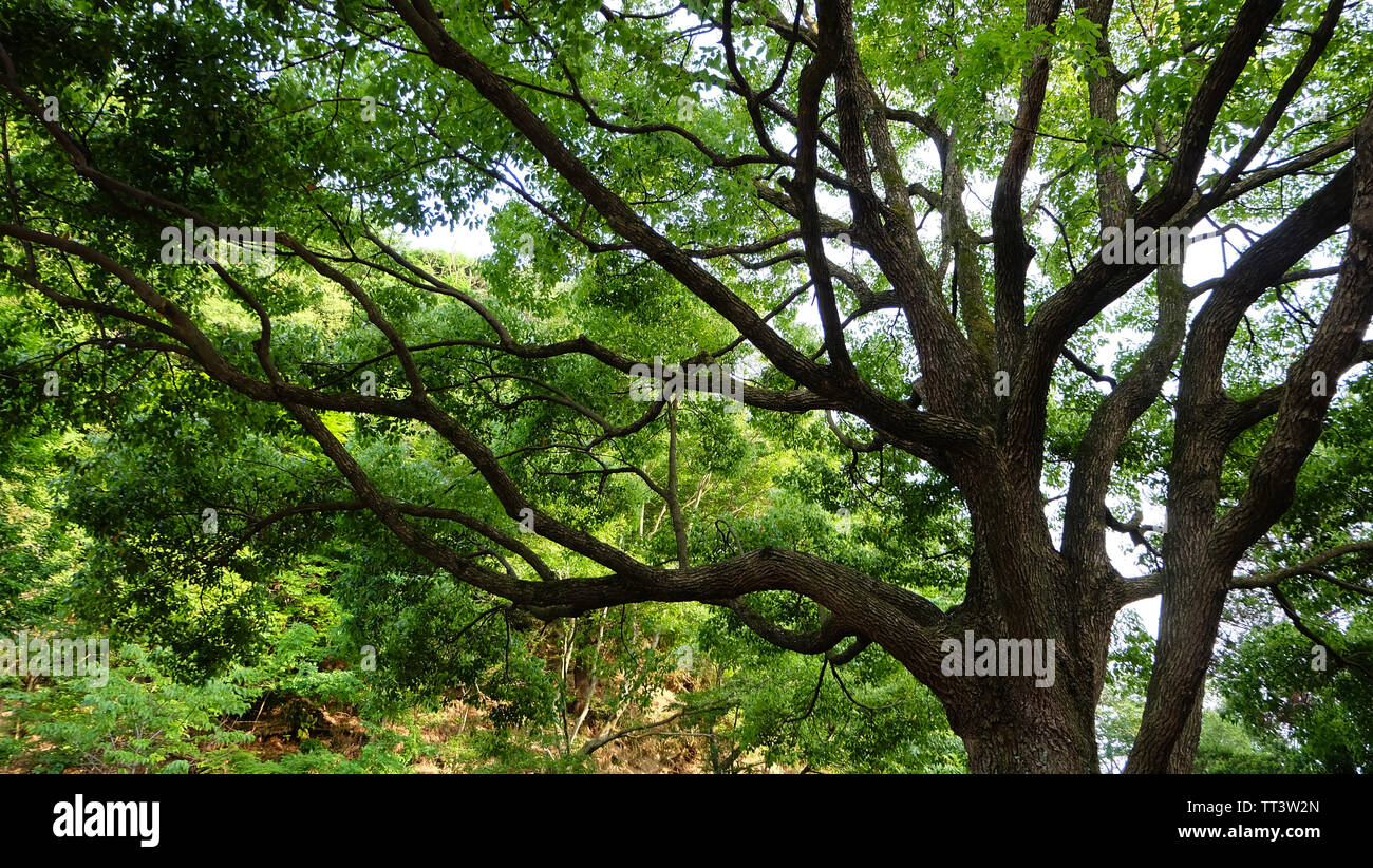 Tall and big tree with stretching branches and green leaves Stock Photo ...