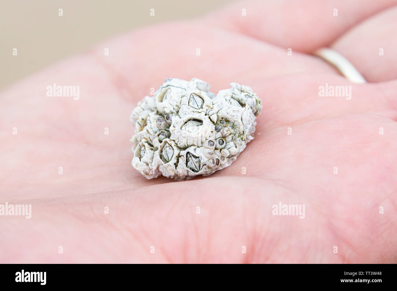 S balanoides hi-res stock photography and images - Alamy