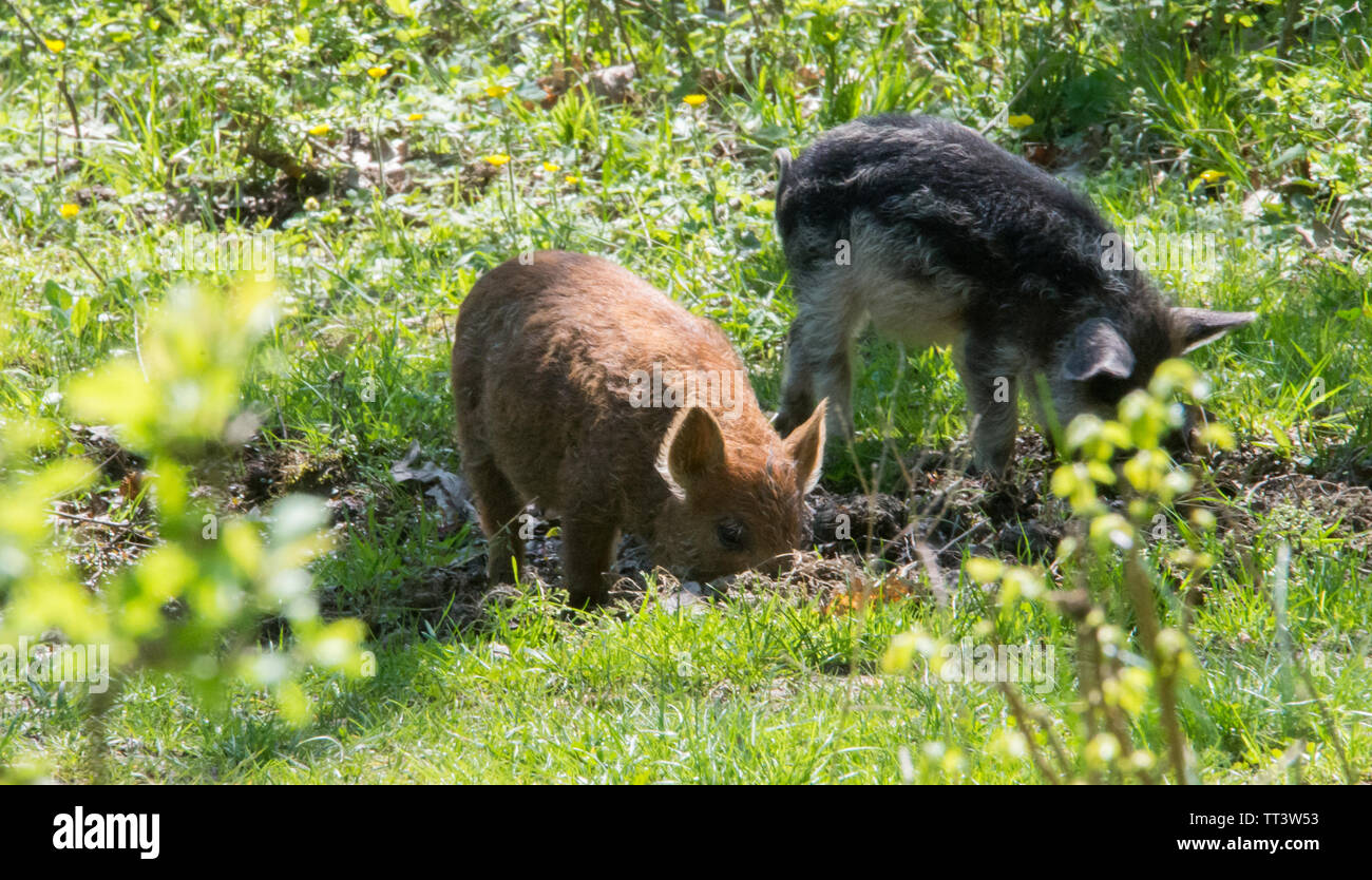 Hairy Hungarian "sheep pig" breed Mangalitsa Stock Photo - Alamy