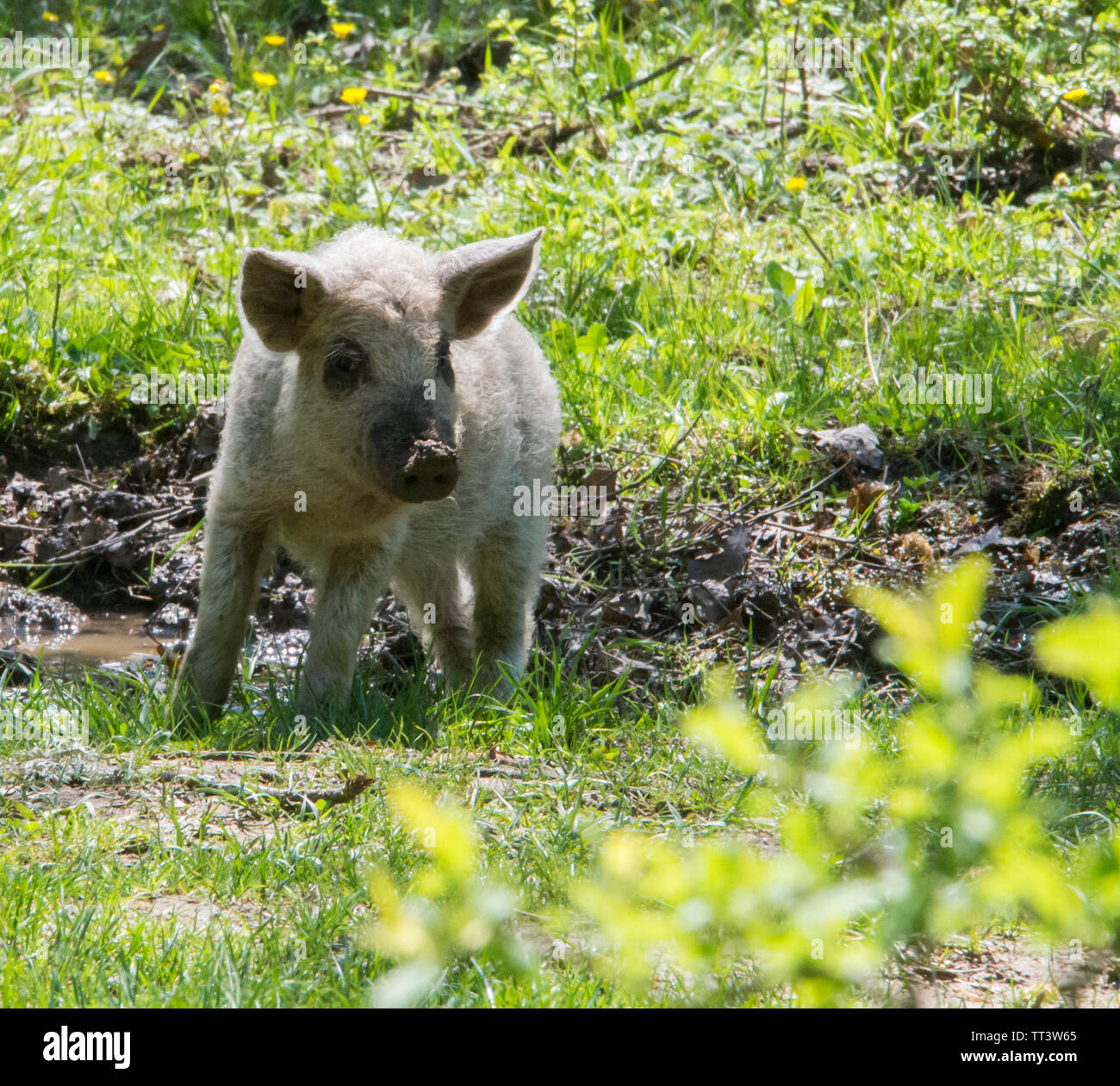 Young white hairy pig looking at the camera. Breed the hungarian ...