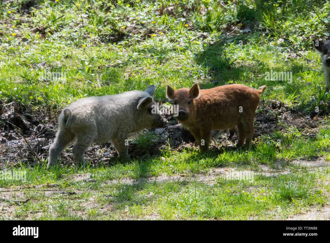 Rare hairy Hungarian "sheep pig" breed Mangalitsa Stock Photo - Alamy