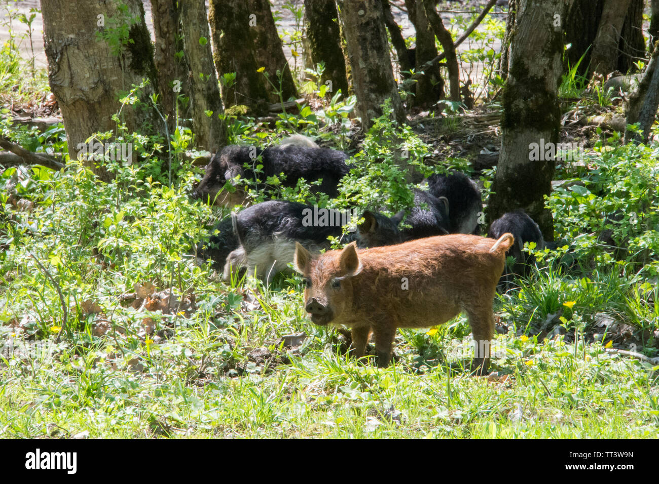 Hairy Hungarian red "sheep pig" breed Mangalitsa Stock Photo - Alamy