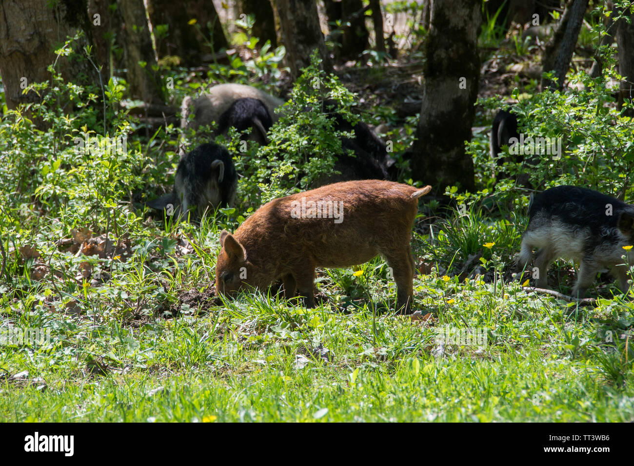Hairy Hungarian "sheep pig" breed Mangalitsa Stock Photo - Alamy