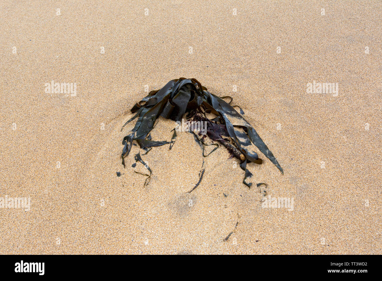 A clump of seaweed on wet sand Stock Photo - Alamy