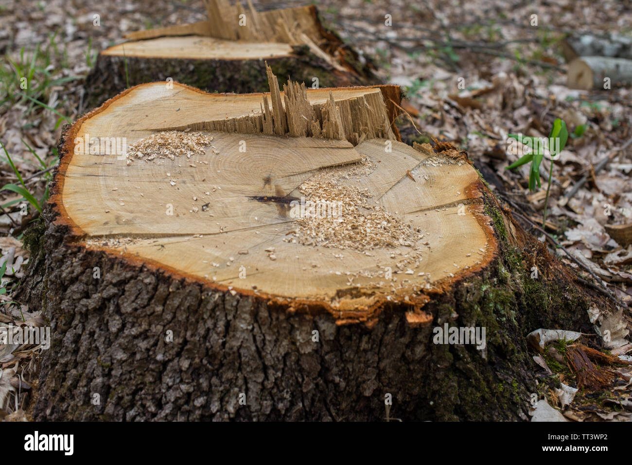 Fresh stump of a very large oak tree Stock Photo - Alamy