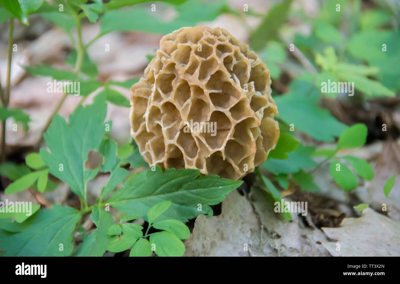 Wild spring Morel mushroom (Morchella esculenta). Delicacy fungus Stock ...