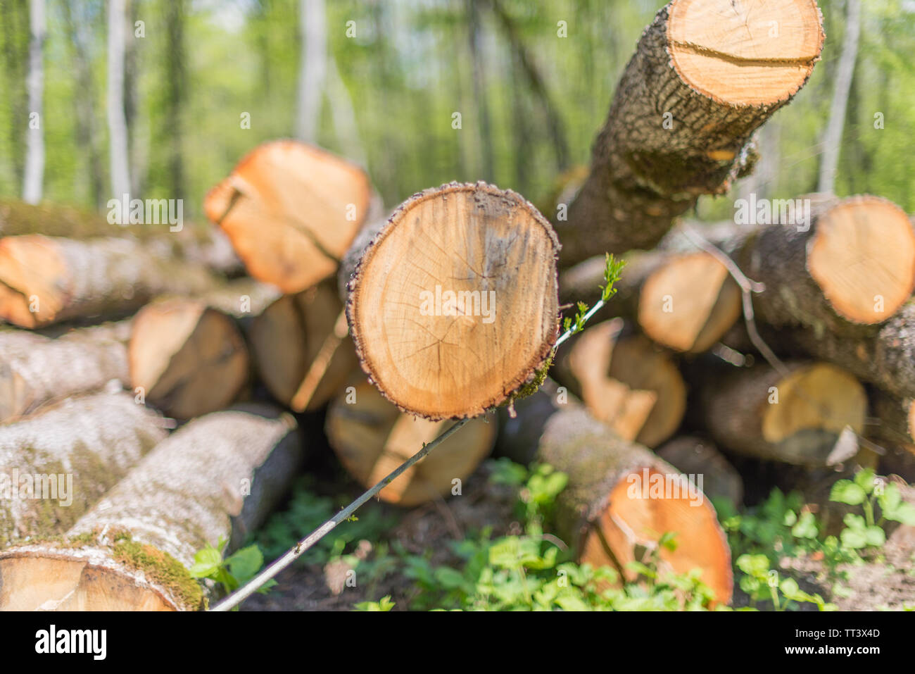 A bunch of oak logs in a clearing in the woods Stock Photo - Alamy