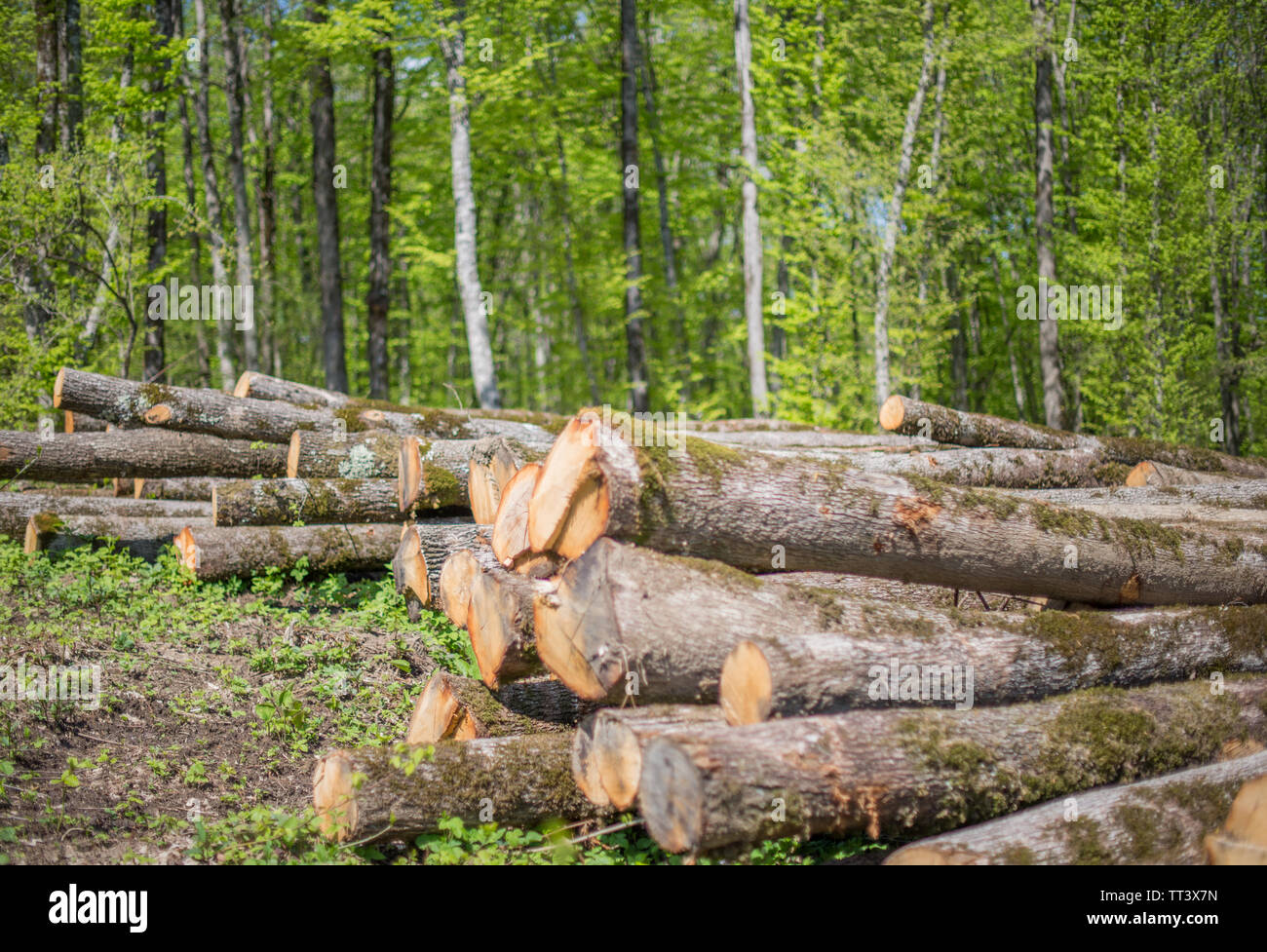 A stack of felled oak trees Stock Photo - Alamy