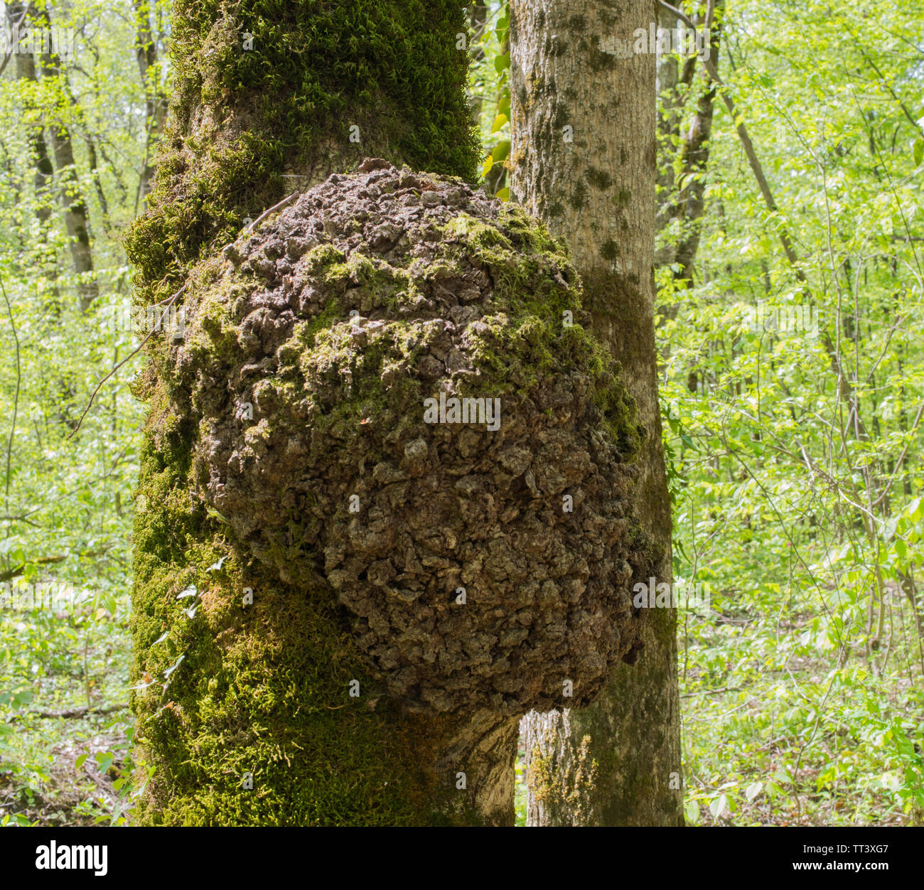 A burl growing on an oak tree Stock Photo - Alamy