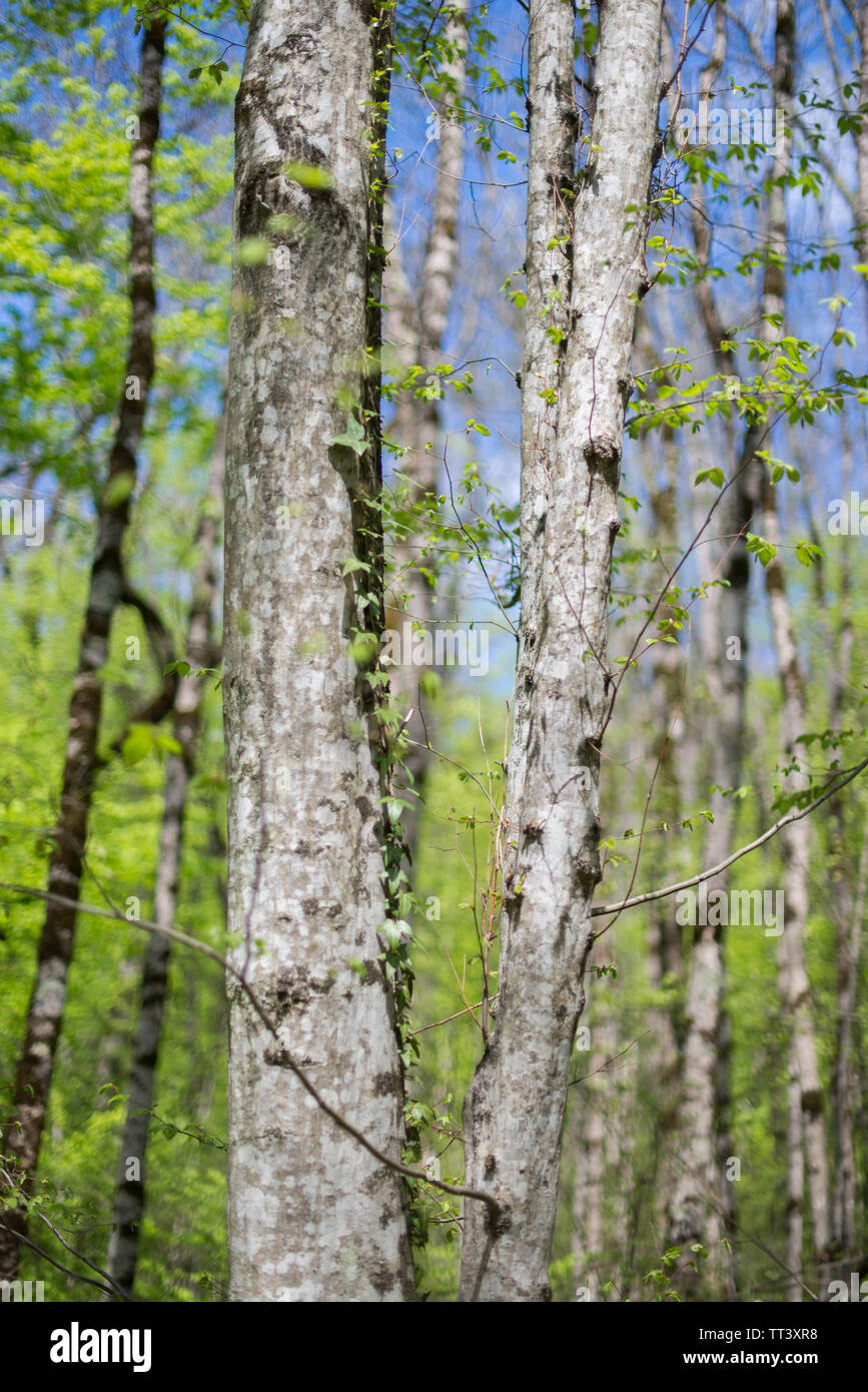 Beech tree clump hi-res stock photography and images - Alamy